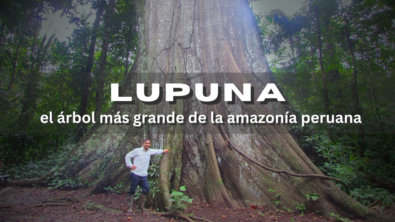 Lupuna: El Árbol Más Grande de la Amazonía Peruana - YouTube