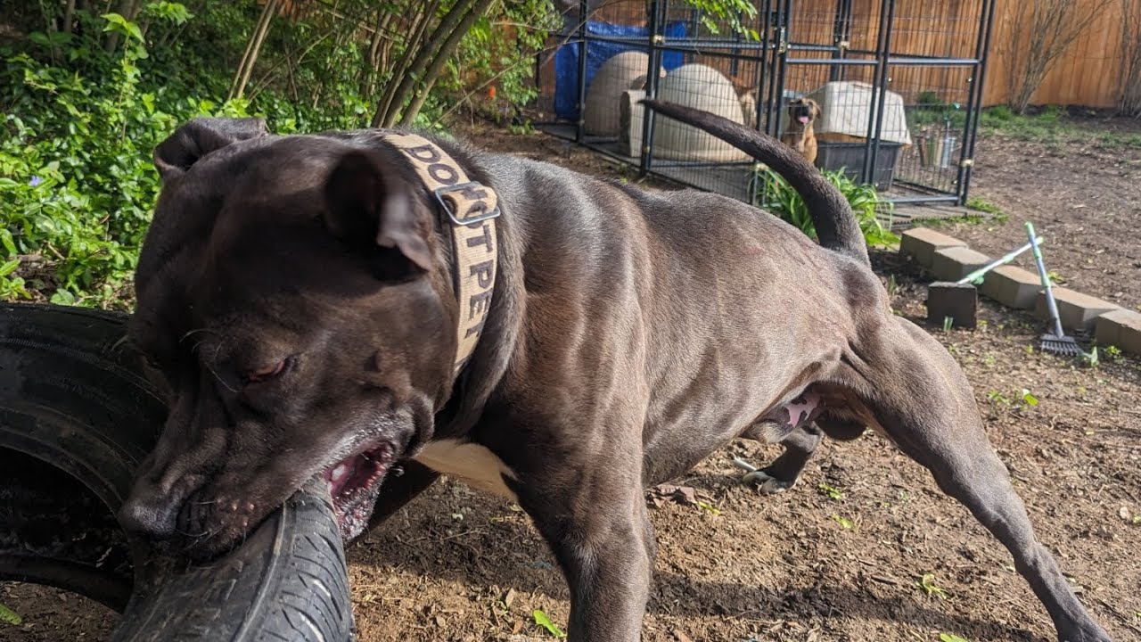 The BIGGEST BULLY EVER!! - YouTube