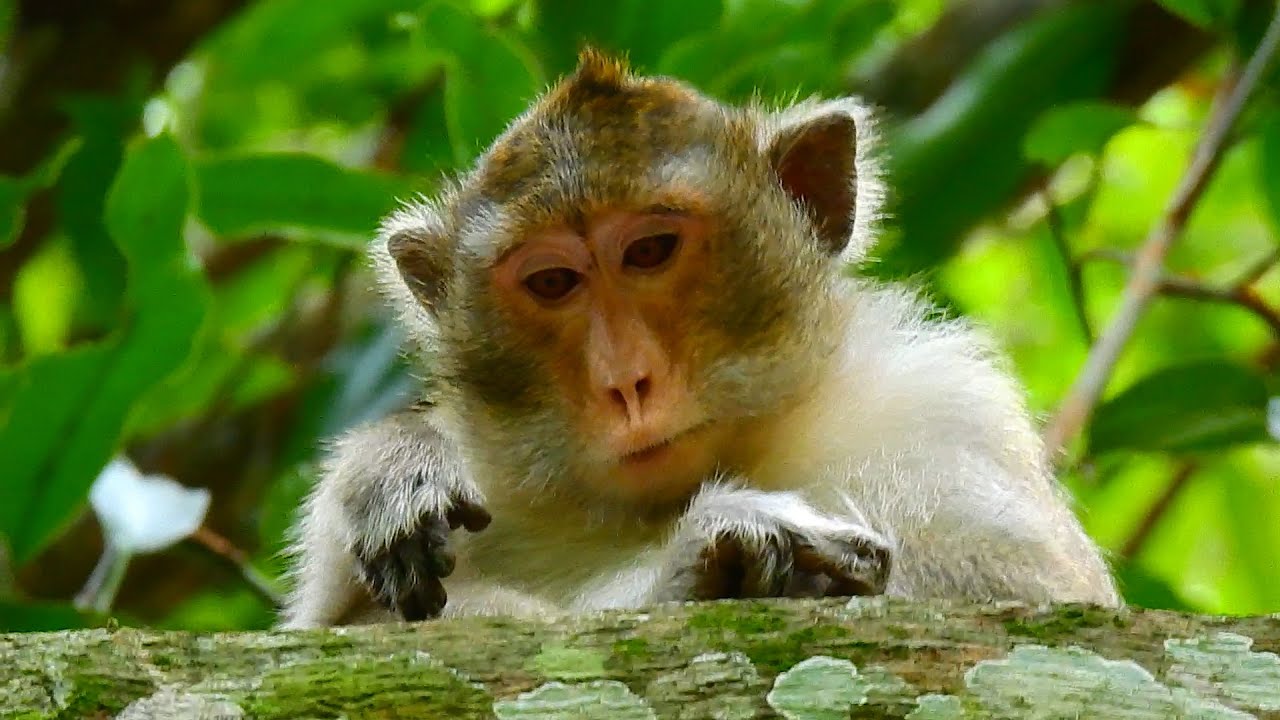 Mummy Anna Always Stay Alone - YouTube