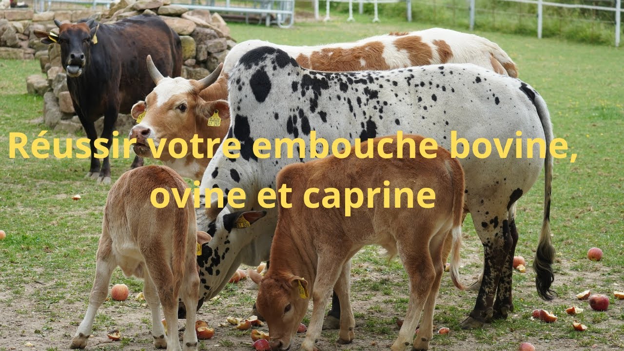 10 étapes clés pour réussir votre embouche ovine, caprine et bovine ...
