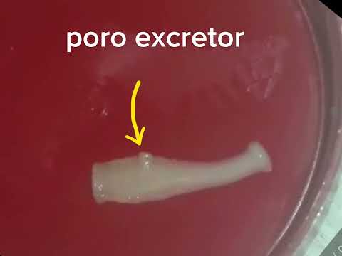 Proglótide de Taenia sp eliminada en materia fecal