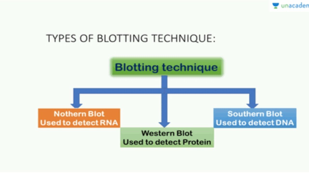 Eastern Blotting Technique TLC Blot (Far Eastern Blot) And Its