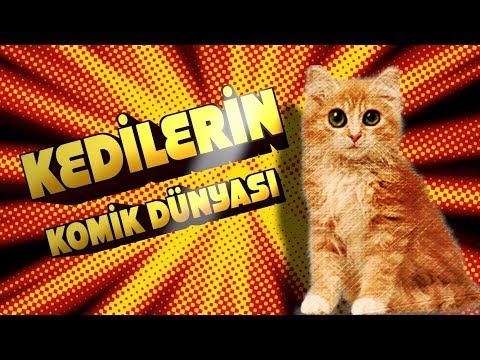 Kedilerin Komik Dünyası