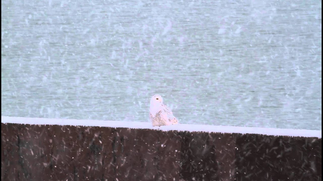 snowy in the snow .mov - YouTube