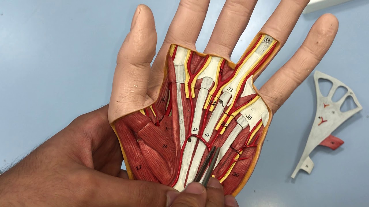 Muscles of the Hand - Explanation on a plastic model. - YouTube