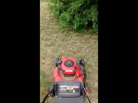 Wild bees attacking the Lawn Mower. 14 May 2016 @ 1800 - YouTube