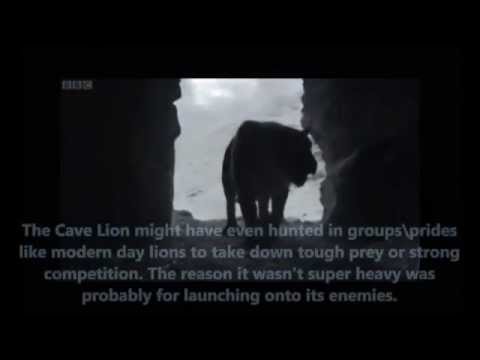 Prehistoric Fight Club Episode 16: Cave Bear Vs Cave Lion