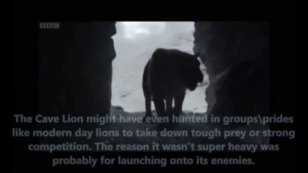 Prehistoric Fight Club Episode 16: Cave Bear Vs Cave Lion - YouTube