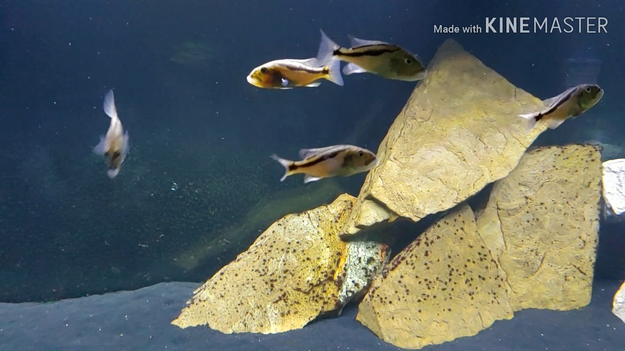 Baby Cichlids Big Tank - YouTube