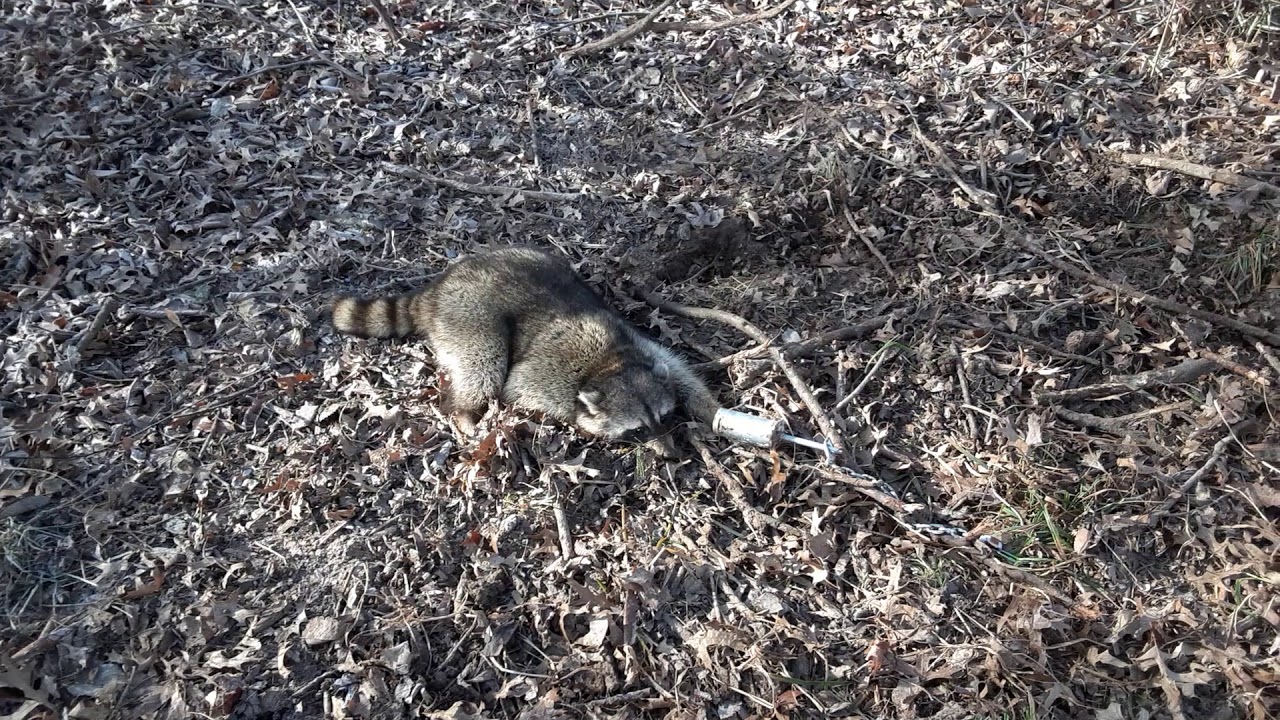 Missouri trapping.1 raccoon. - YouTube