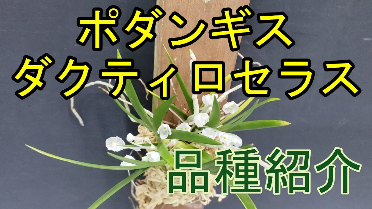 Pod.dactyloceras ポダンギス ダクティロセラスの品種紹介と育て方 - YouTube