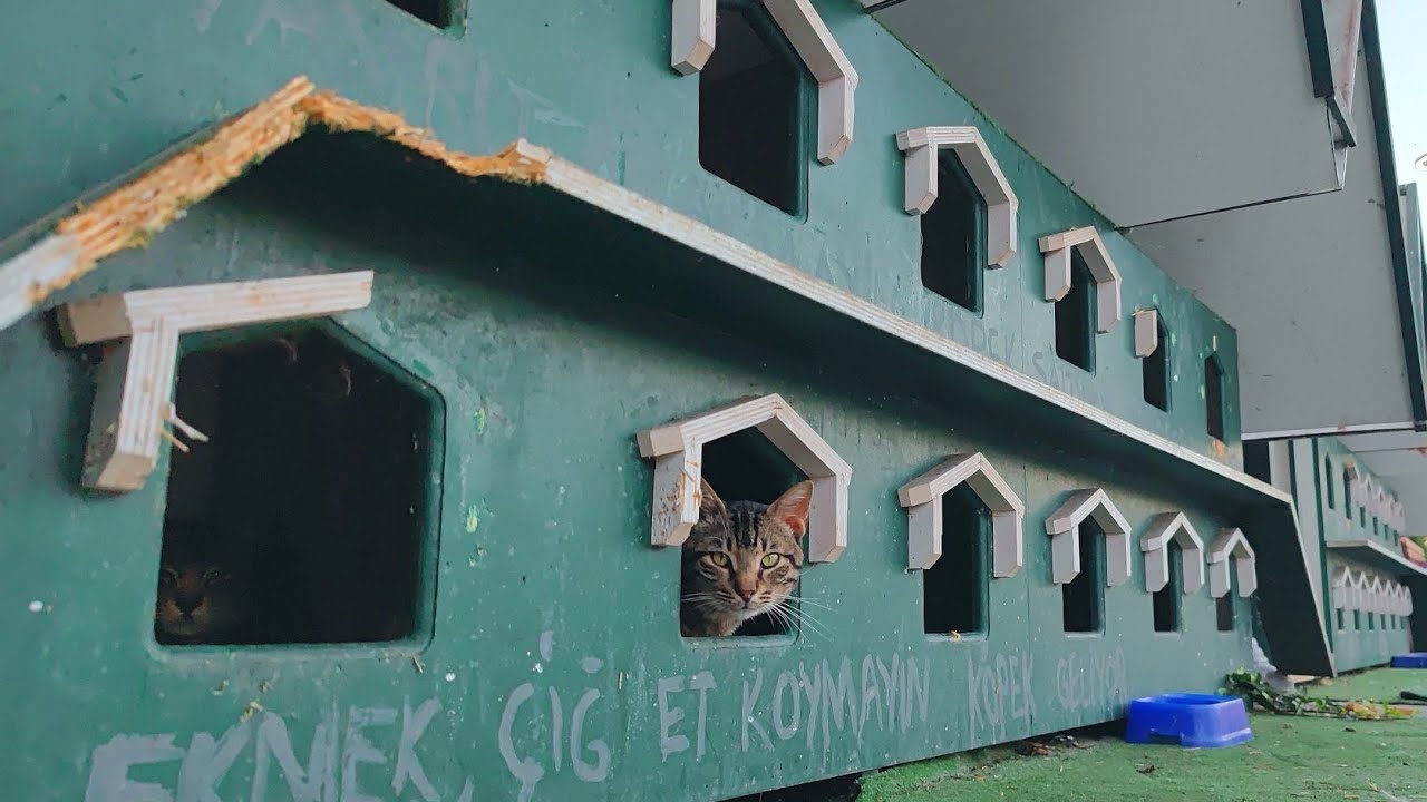 Many Stray Homeless Kitten live in This CAT HOUSE | Cute Kitty Paws ...