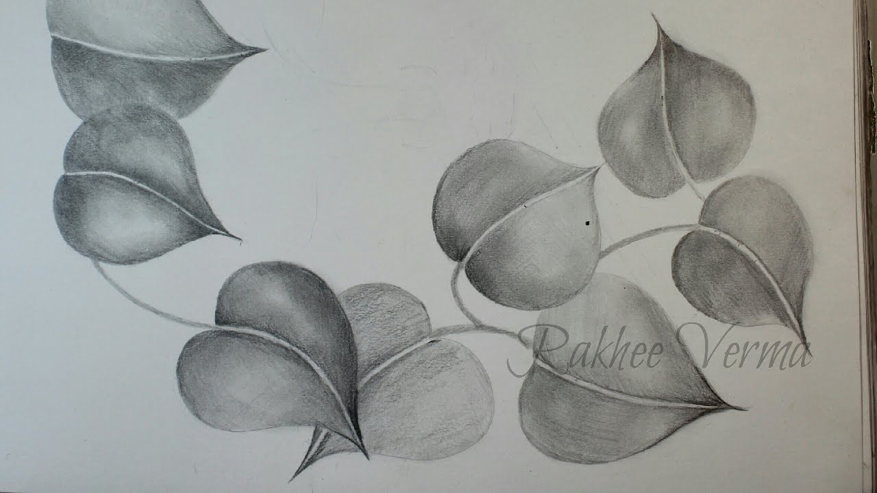 Pencilsketch/How to draw leaves/shading - YouTube