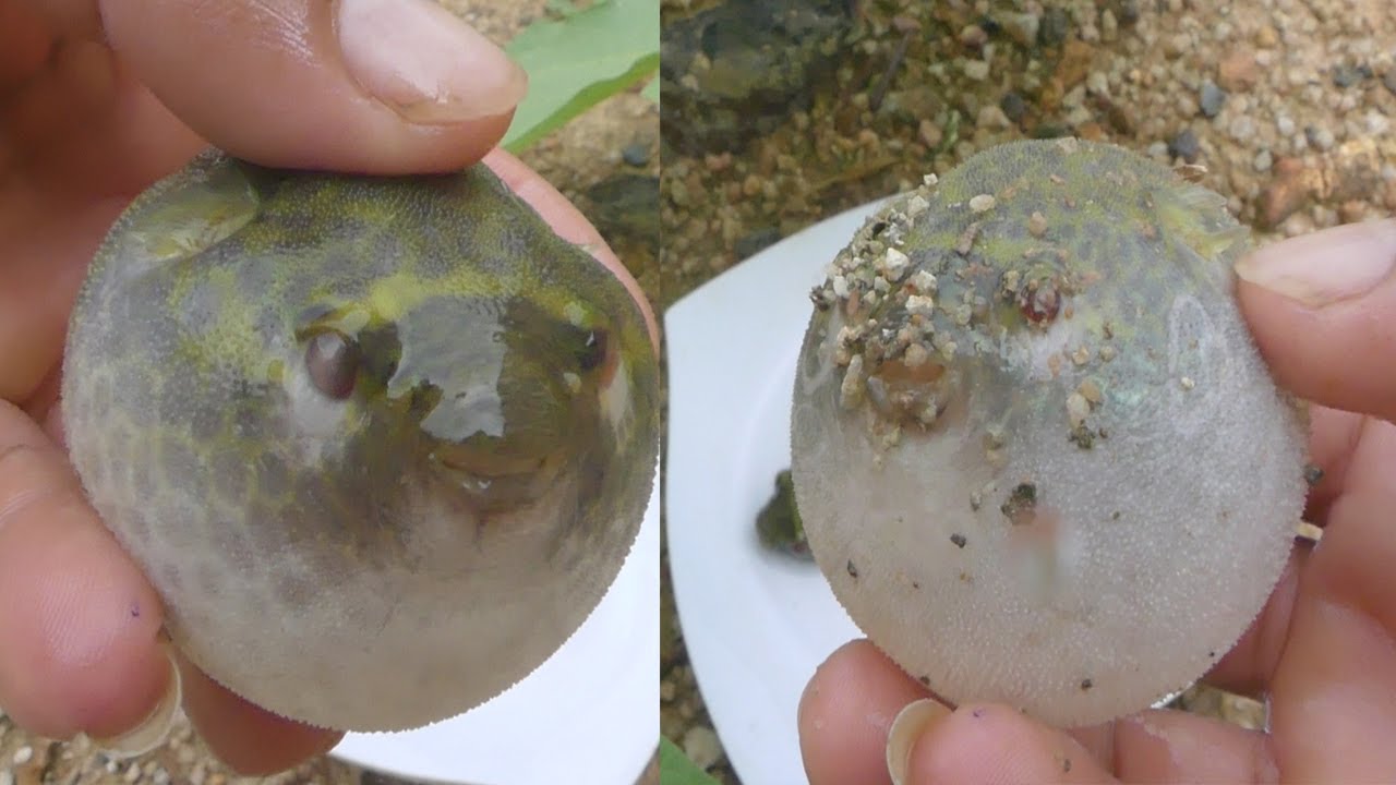 When the water dries, Take puffer fish Raising in a pool - YouTube