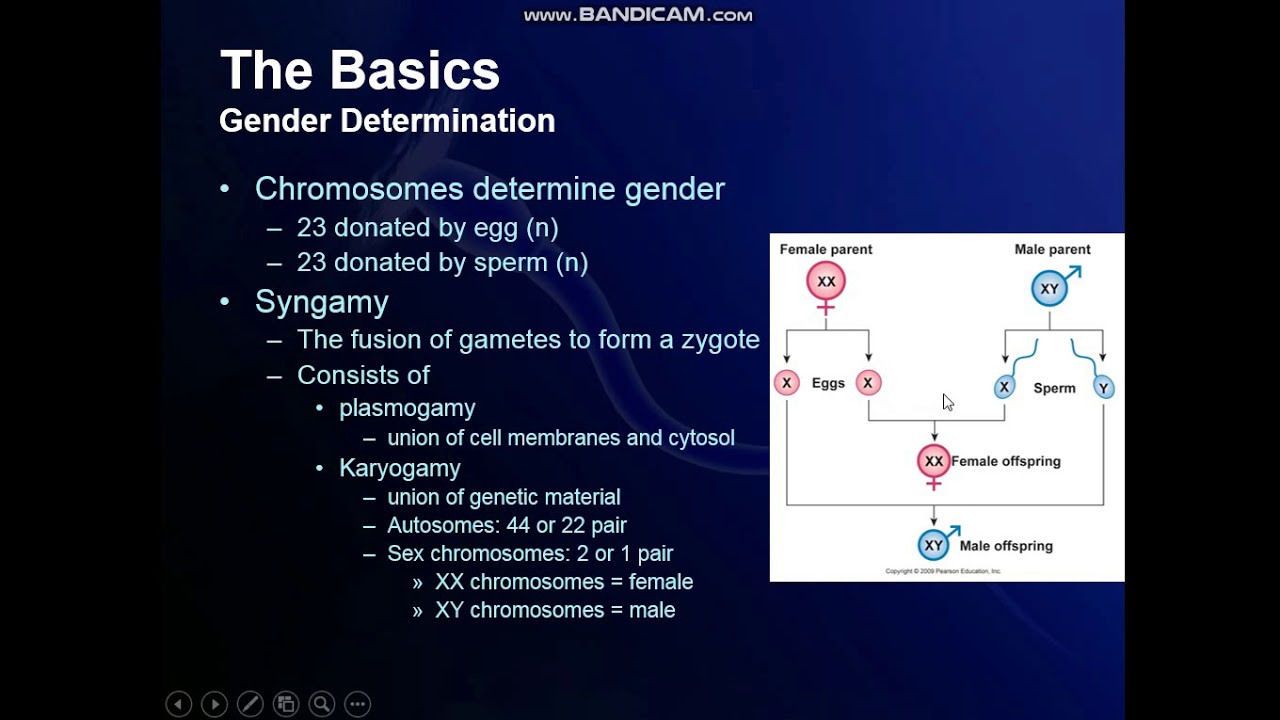 Gametogenesis Pt 2 and gender determination Pt 1 - YouTube