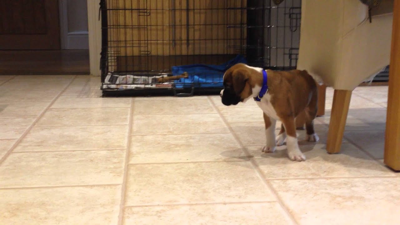 Jasper - the Bobtail Boxer Puppy - November 2013 - YouTube
