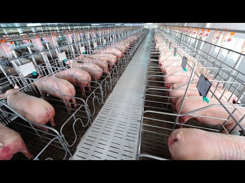 3000 Sows Feeding To Stimulate Breeding To Lay More Pigs