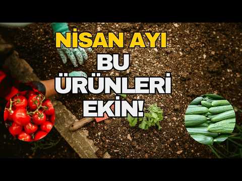 Nisan ayı ekilebilecek en verimli sebzeler ve bakım sırları!
