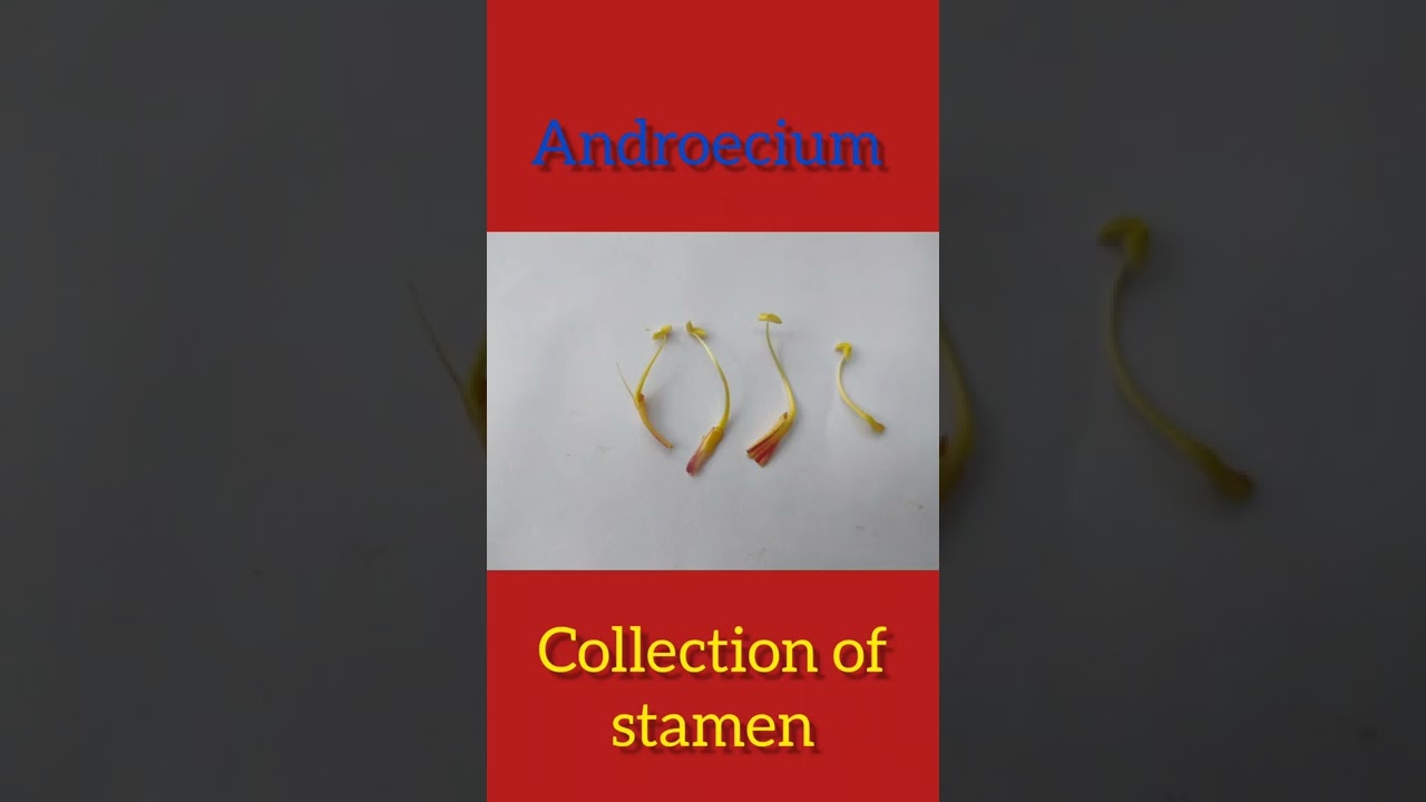 Flower parts I Androecium I Gynoecium I Stamen I Carpel I Flower - YouTube