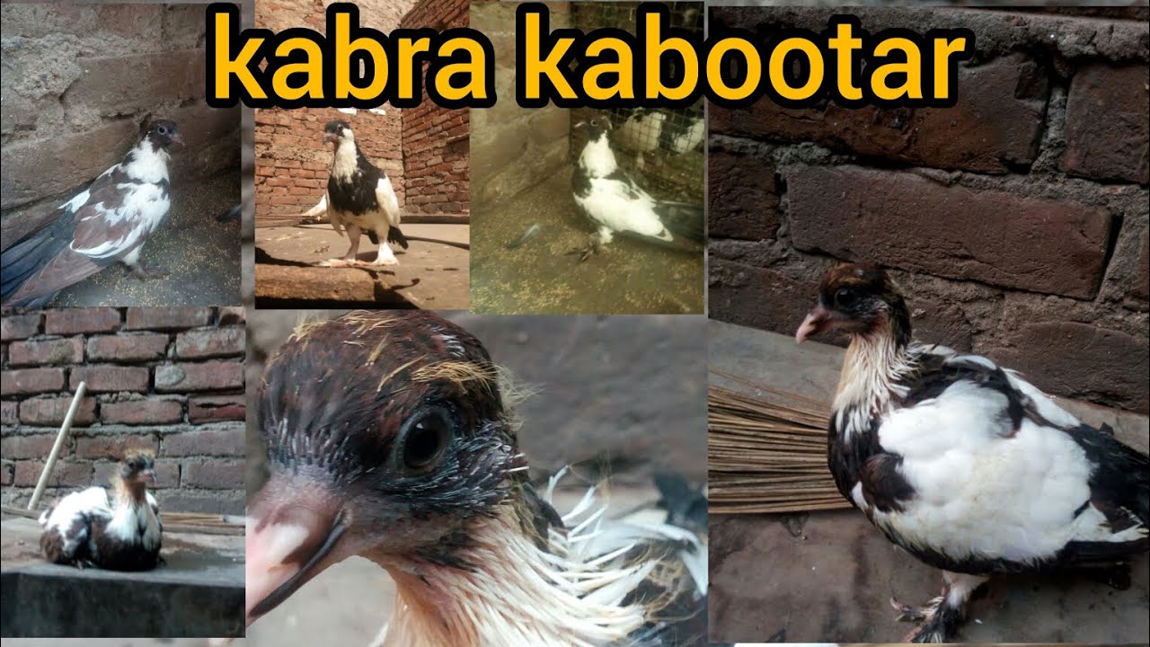 kabra kabootar #birds #pigeon - YouTube