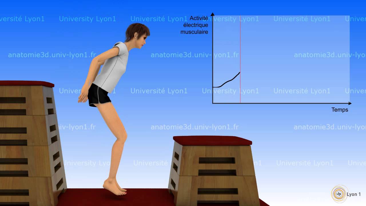 Mouvement réflexe et mouvement volontaire - YouTube