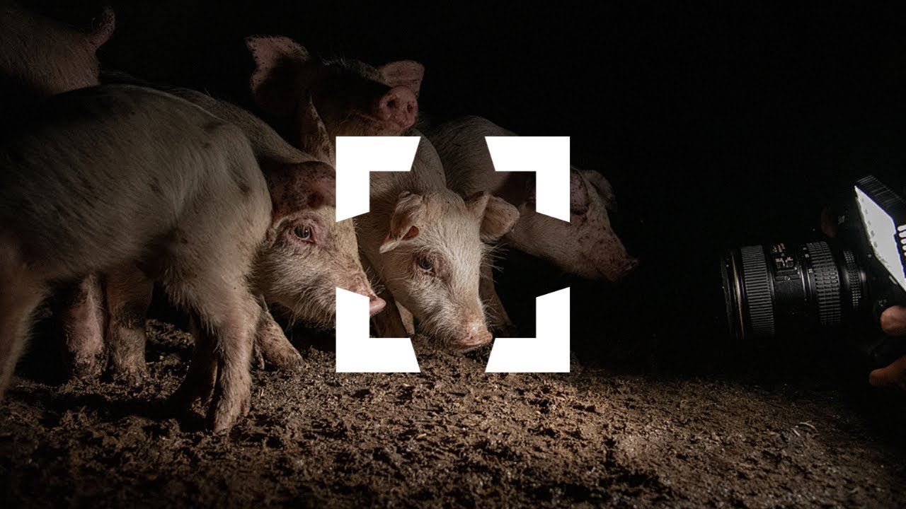 This is Animal Photojournalism - YouTube