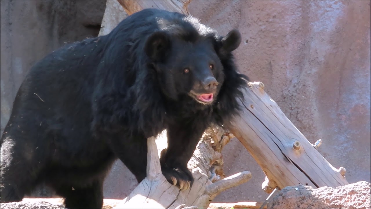 Residents Of The Cheyenne Mountain Zoo- Volume One: Asiatic Black Bears ...