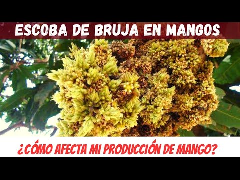 Escoba de Bruja en Mangos. ¿Cómo afecta mi producción? - YouTube