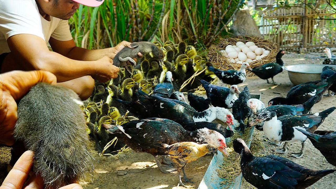 FASTEST Way to Grow Your Duckling In 15 Days - YouTube