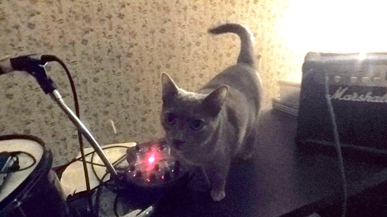 new cat, home/neighborhood/random clips - YouTube