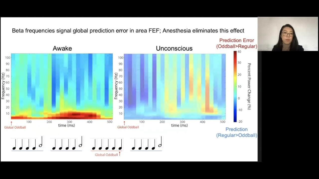 PREDICTIVE PROCESSING IN AUDITORY CORTEX WITHOUT CONSCIOUSNESS - YouTube