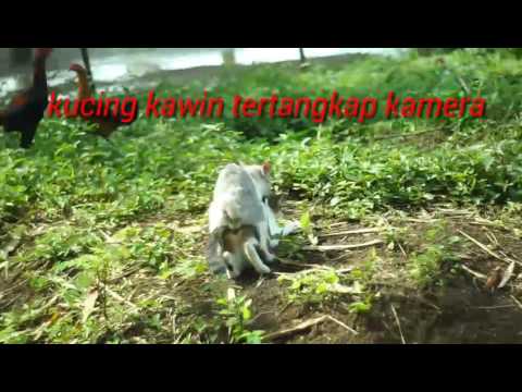 [Lucu] kucing kepergok lagi berbuat mesum