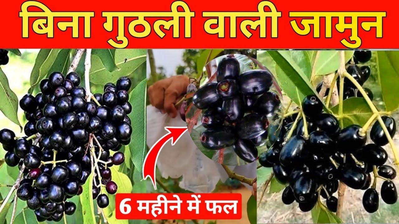 बिना गुठली वाली जामुन की खेती, seedless jamun ki kheti, latest jamun ...