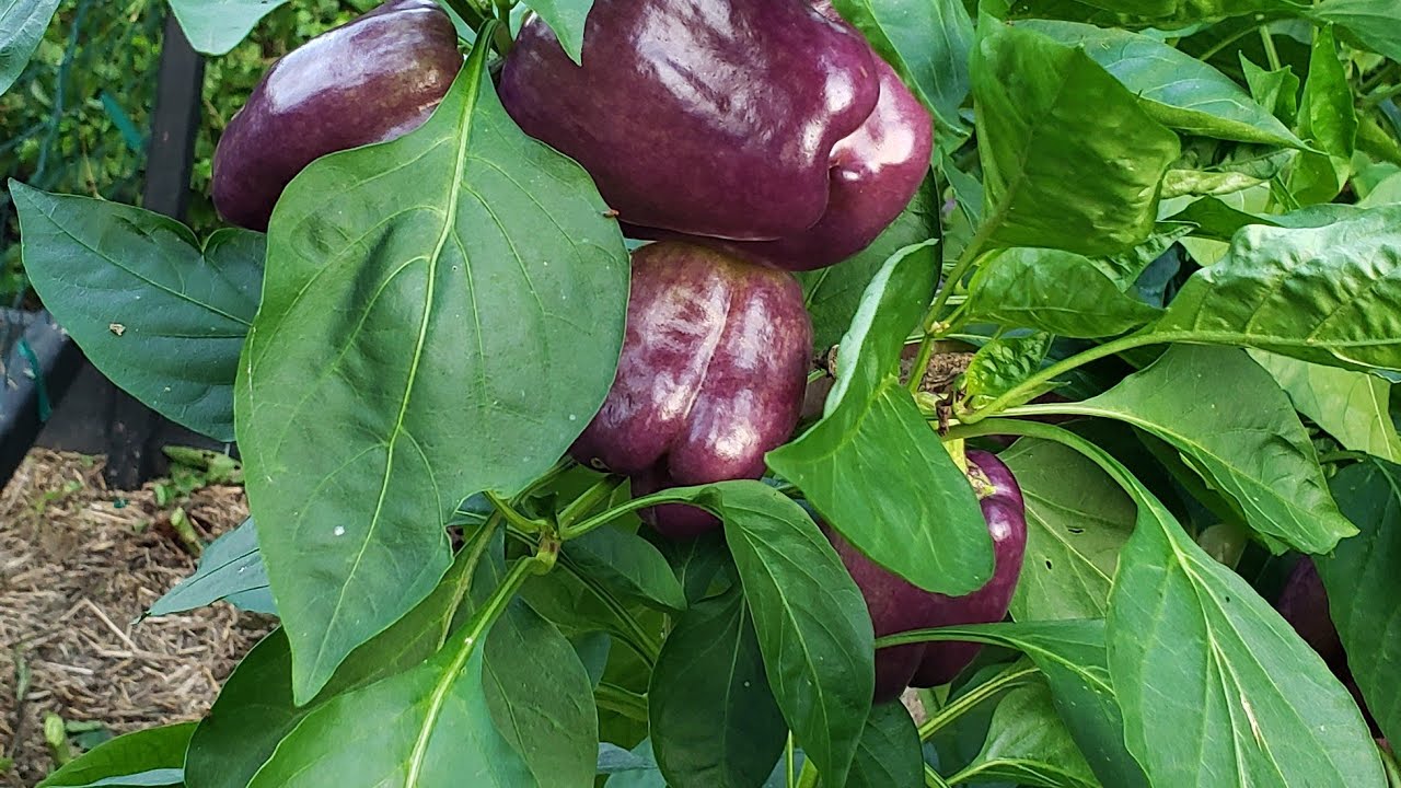 Tomatoes & Peppers Update September 4, 2021 - YouTube