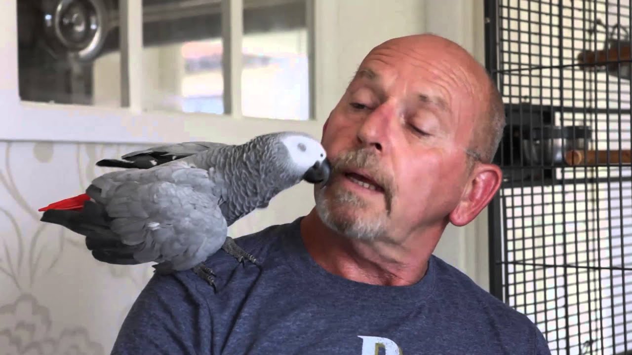 Buddy the noisy parrot who is getting complaints from neighbours and ...