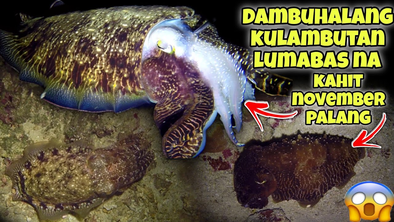 eps.177 DAMBUHALA NA KULAMBUTAN LUMABAS NA KAHIT NOVEMBER PALANG😱 # ...