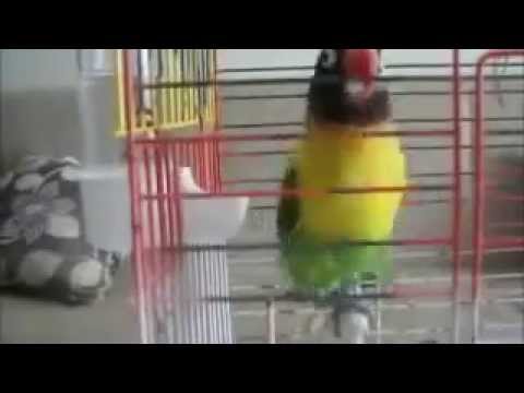 BUDA BİZİM PAPAĞAN SAMİ YALÇINI DUYUNÇA  ÇOŞUYOR
