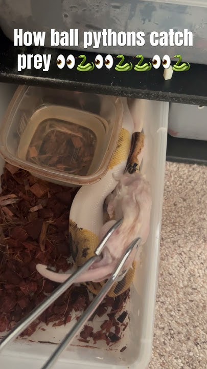 How pythons catch their prey #shorts #memes #tiktok #snake #animals # ...