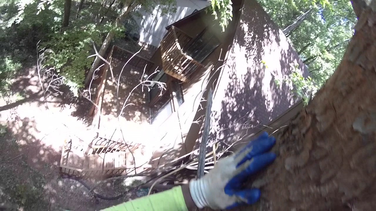 The Heavy Leaning Splitting Pine Tree - Part 3 - YouTube