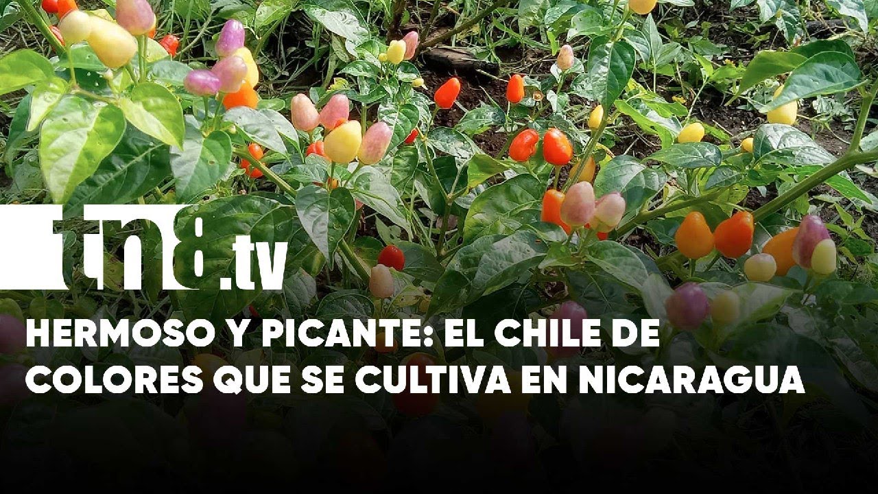 ¿Chile de colores en Nicaragua? El curioso cultivo que cautiva en ...