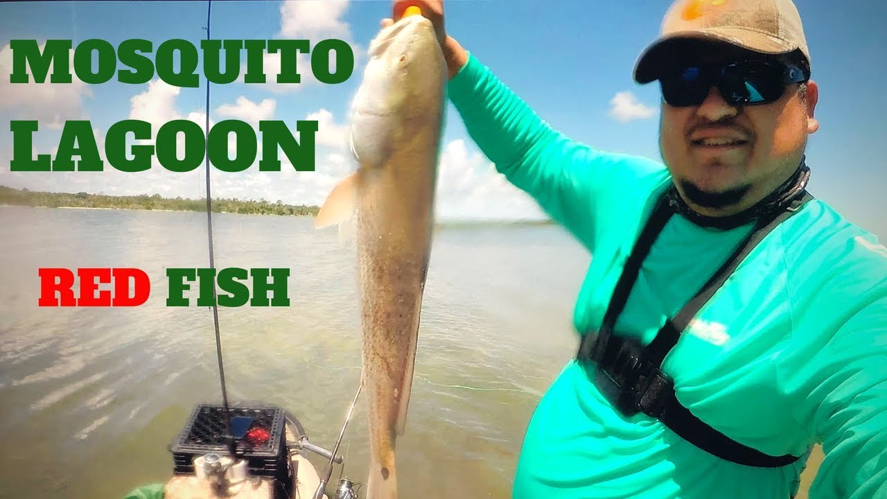 Pesca de tambor Rojo | Mosquito Lagoon - YouTube