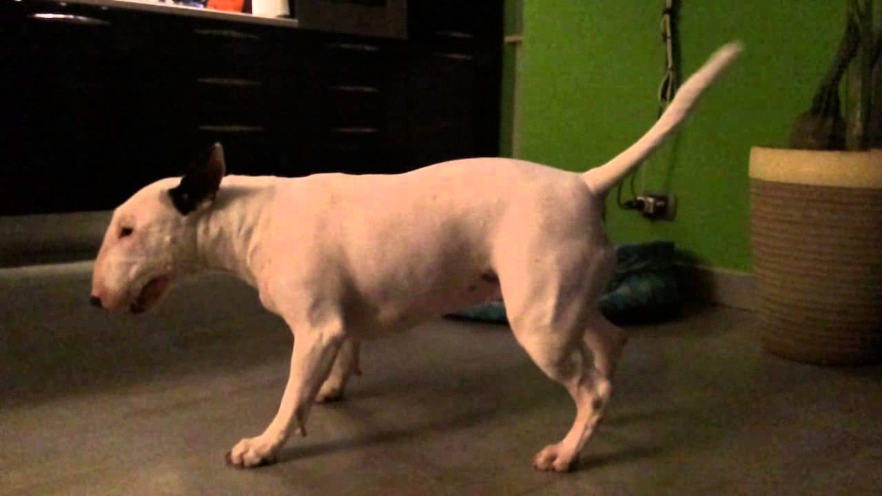 CRAZY Bull Terrier run in circle funny dog - YouTube