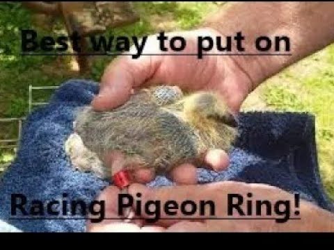 How to Put on Ring or Band on Racing Pigeon Tutorial - YouTube