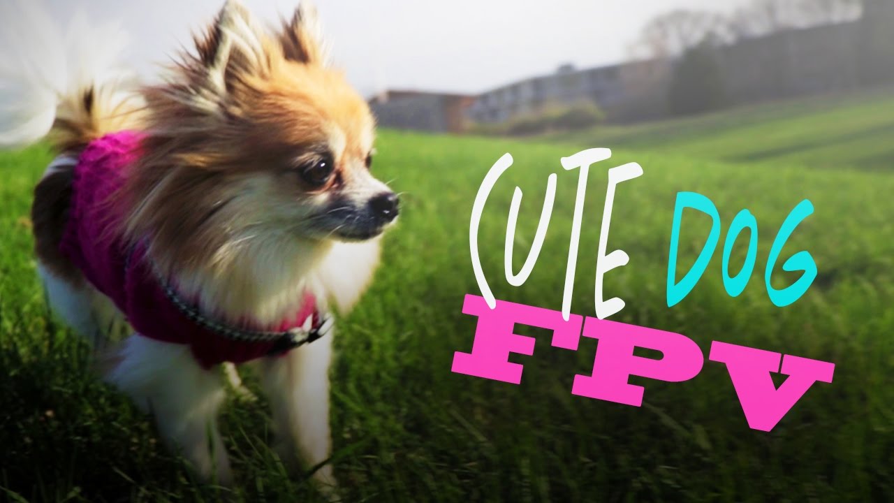 Til Drones Do Us Part Ep 1: Cute Dog & Flying FPV - YouTube