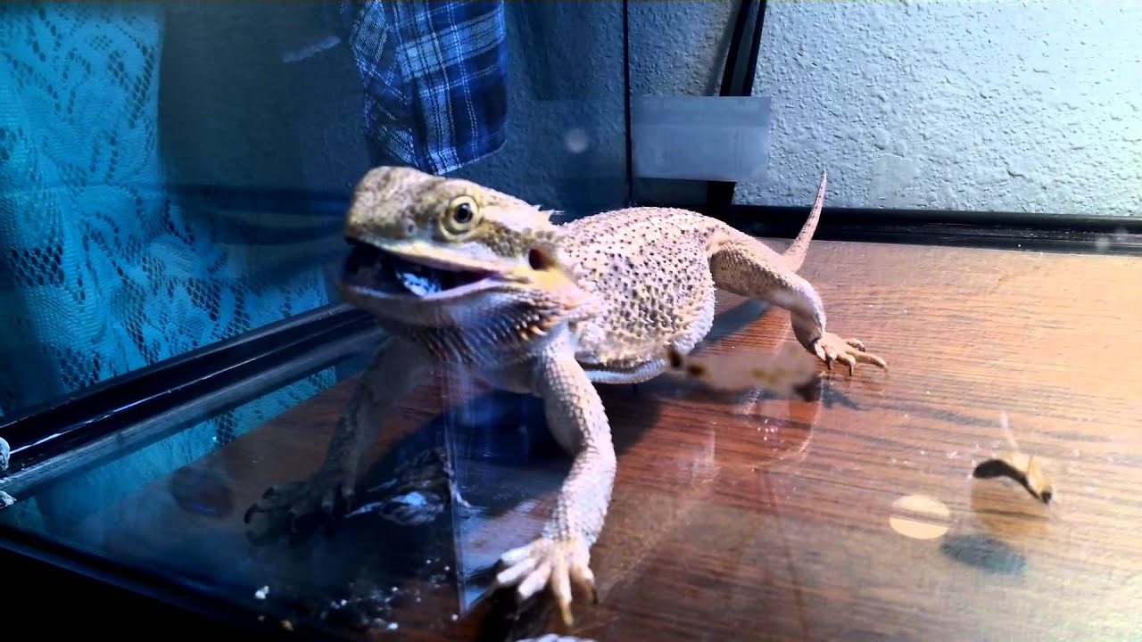 Adult snow bearded dragon feeding - YouTube
