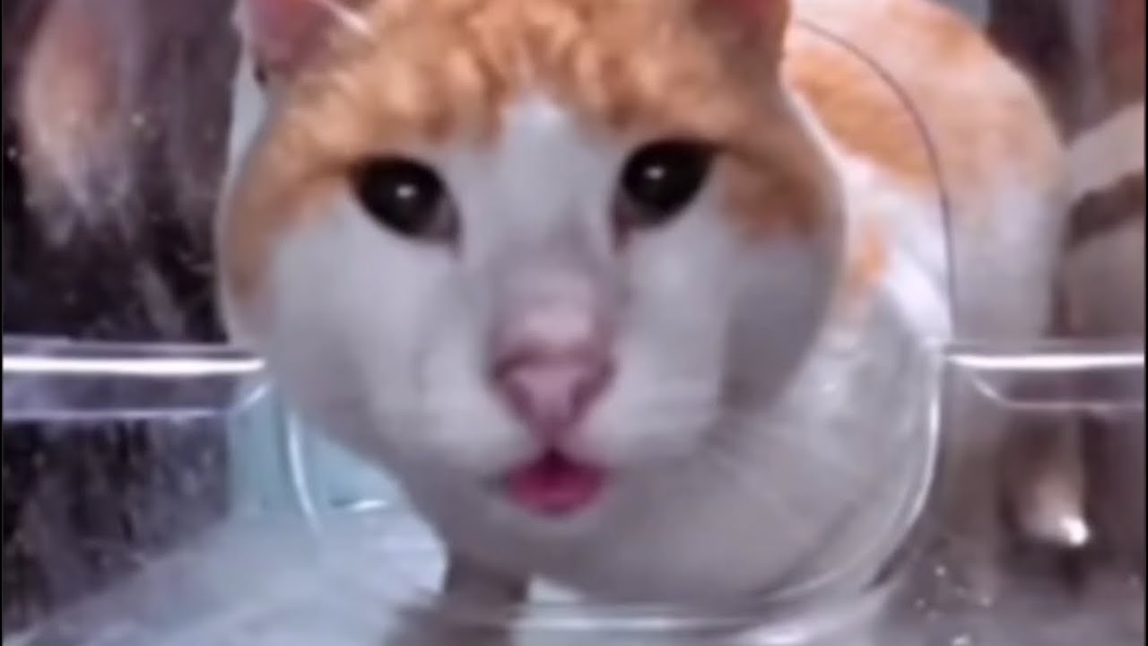 Cat eats and looks at camera - YouTube