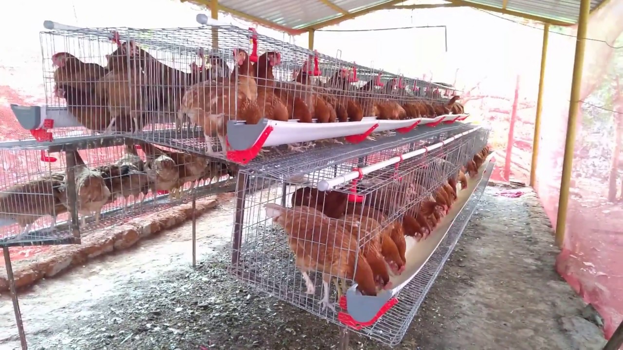 Nati Koli Farm in Karnataka/ ನಾಟಿಕೋಳಿ ಸಾಕಾಣಿಕೆ - YouTube