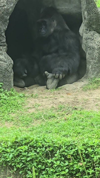 Gorilla gorilla gorilla 西部低地大猩猩 Taipei Zoo - YouTube