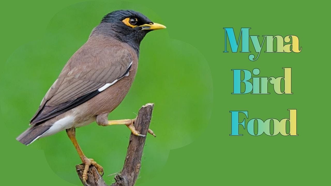 Myna Bird Food Explained | Natural & Urban Diet - YouTube