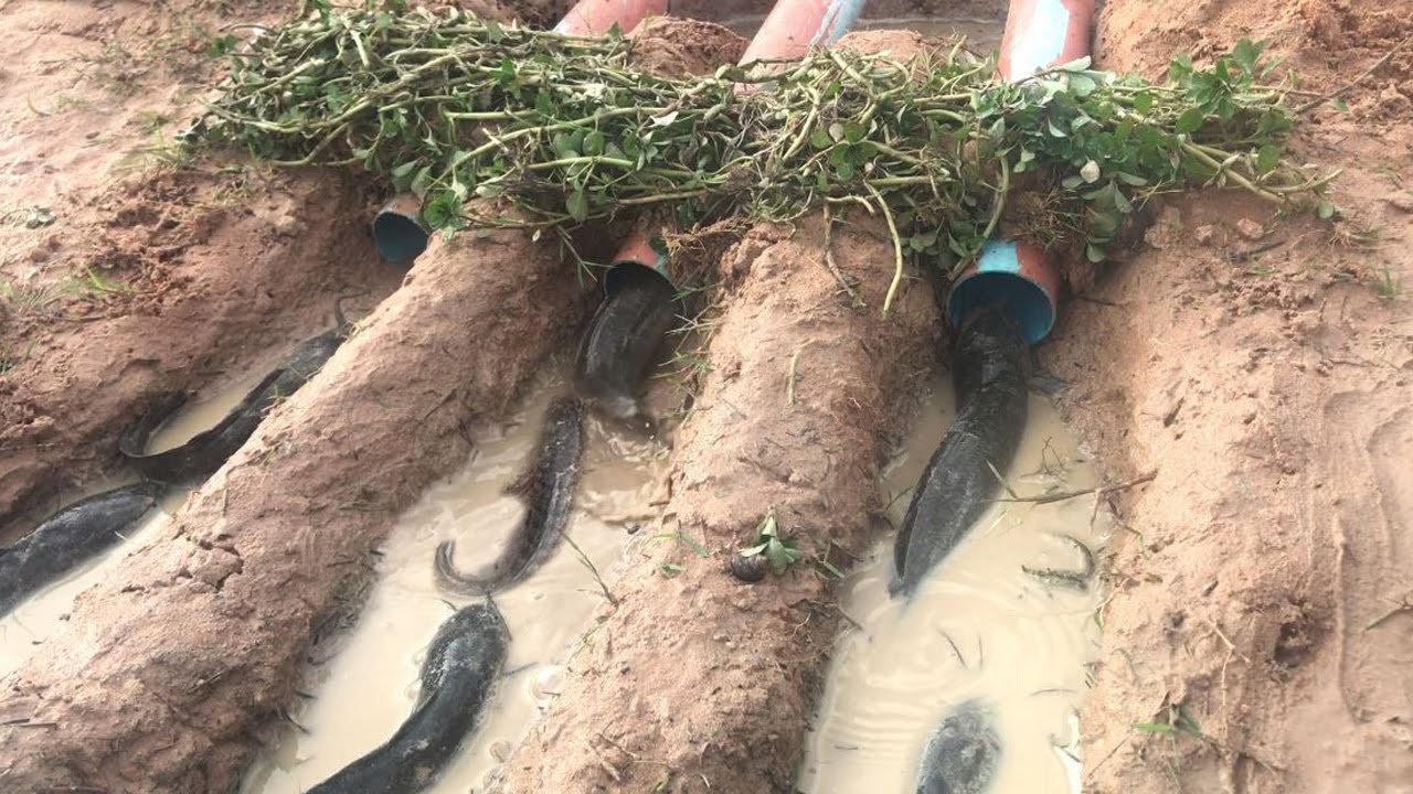 How to Creative Water Pipe Hole Fish Trap With Digs Deep Hole Fishing ...